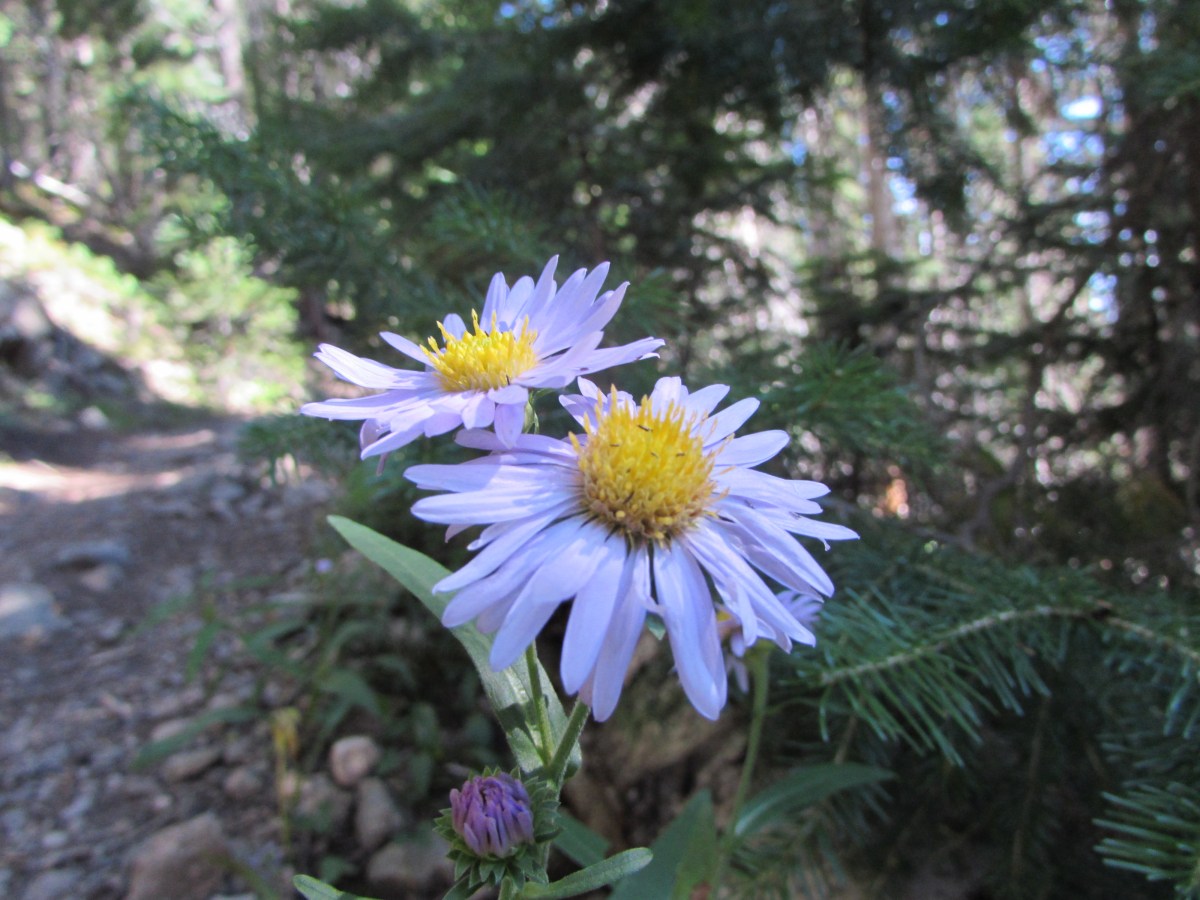 Walking Past An Aster – Wapatanga Wilds