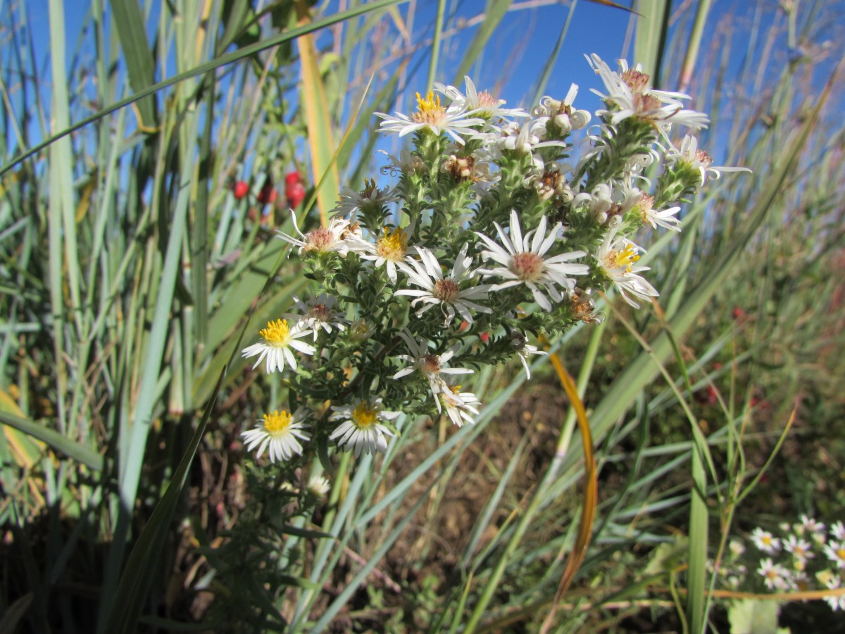 Mid-September Asters – Wapatanga Wilds